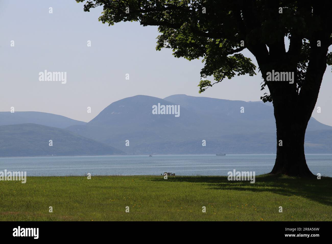 Tree and hills of Arran Stock Photo - Alamy