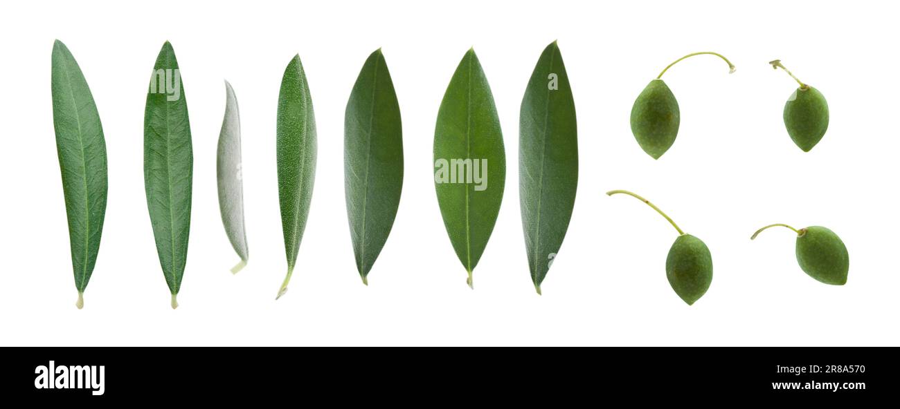 Fresh olive leaves isolated on white background Stock Photo - Alamy