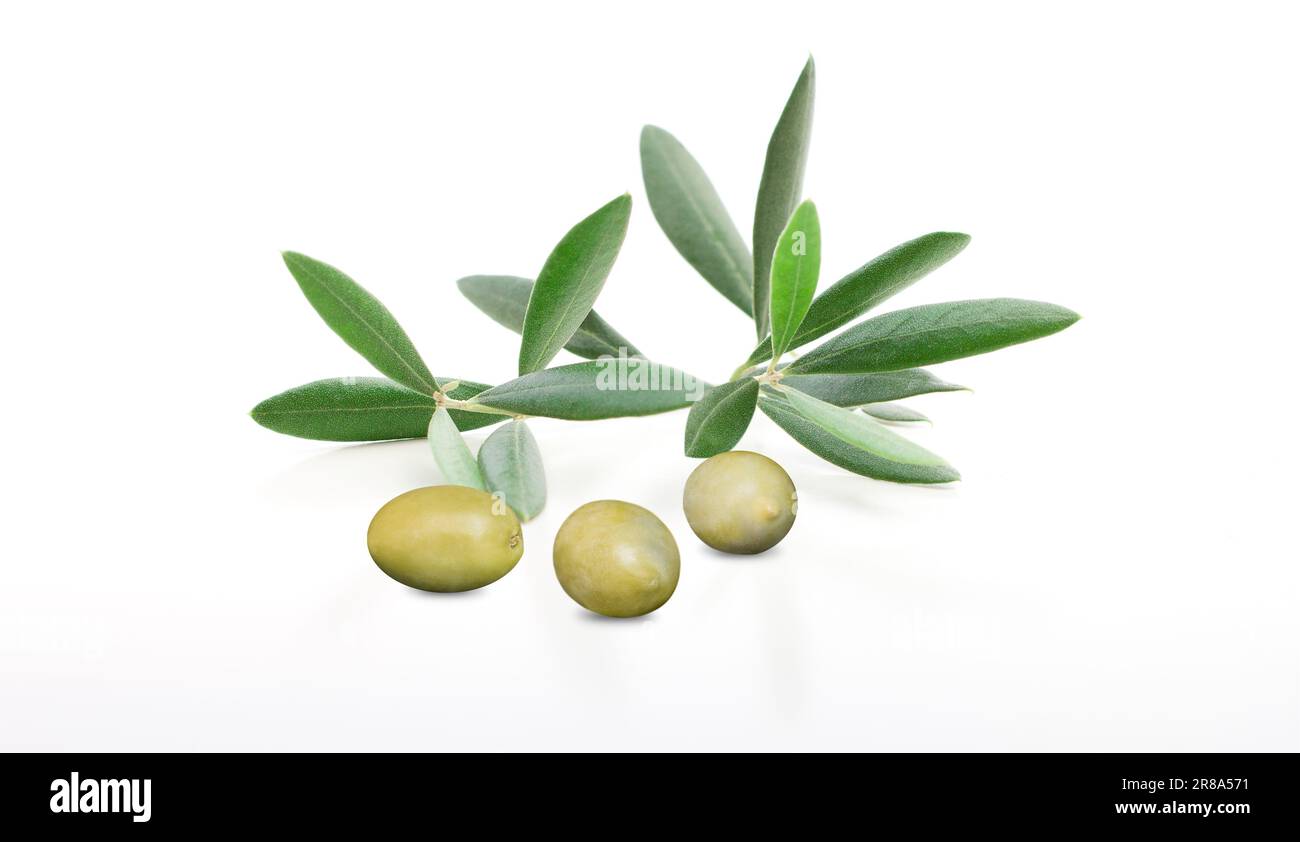 Olive branch with three delicious green olives, isolated on white Stock ...
