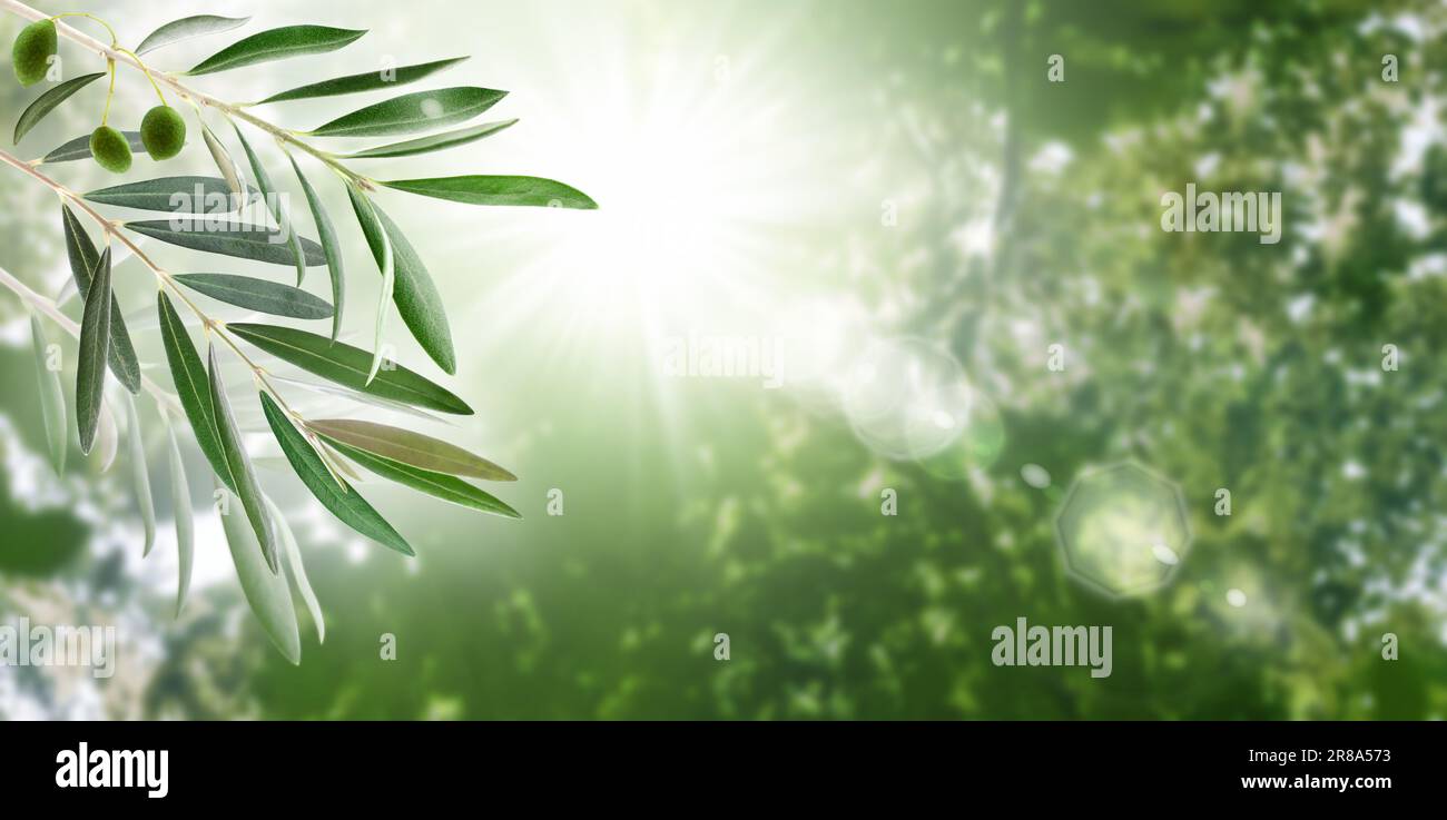 Nature background. With the natural beauty of green olive leaves and a ...