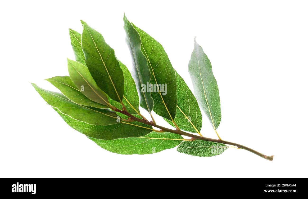 A branch of laurel isolated on white background. Fresh bay leaves Stock ...