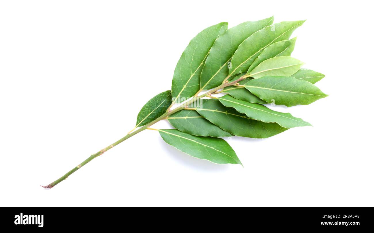 A branch of laurel isolated on white background. Fresh bay leaves Stock ...