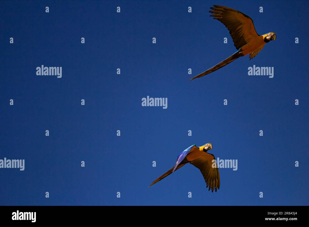 Catalao, Goias, Brazil – June 18, 2023: Two blue-and-yellow macaws ...