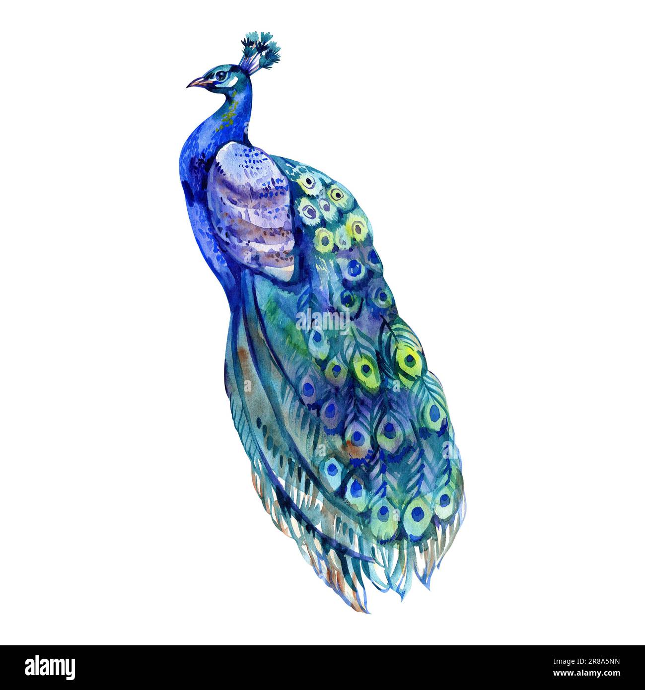 Watercolor illustration with peacock bird isolated on a white ...