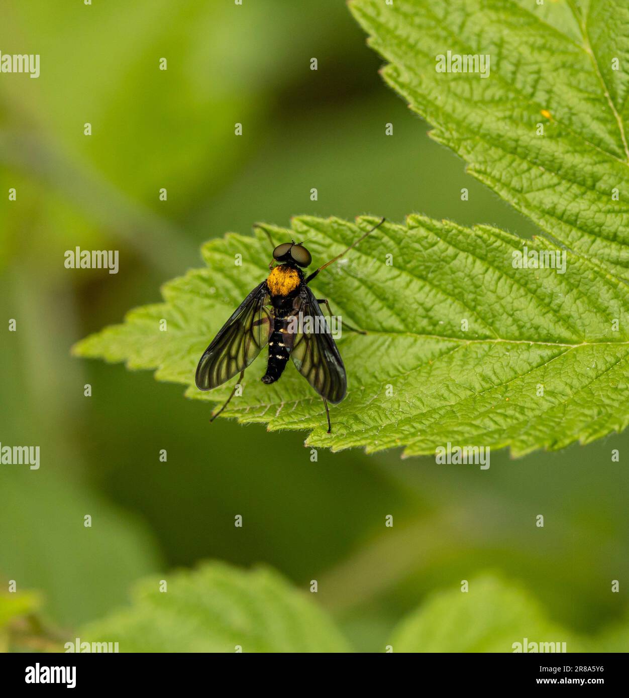 Gold snipe fly hi-res stock photography and images - Alamy