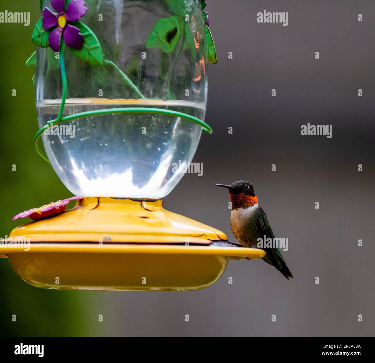 Ruby throated hummingbird pollination flower hi-res stock photography ...