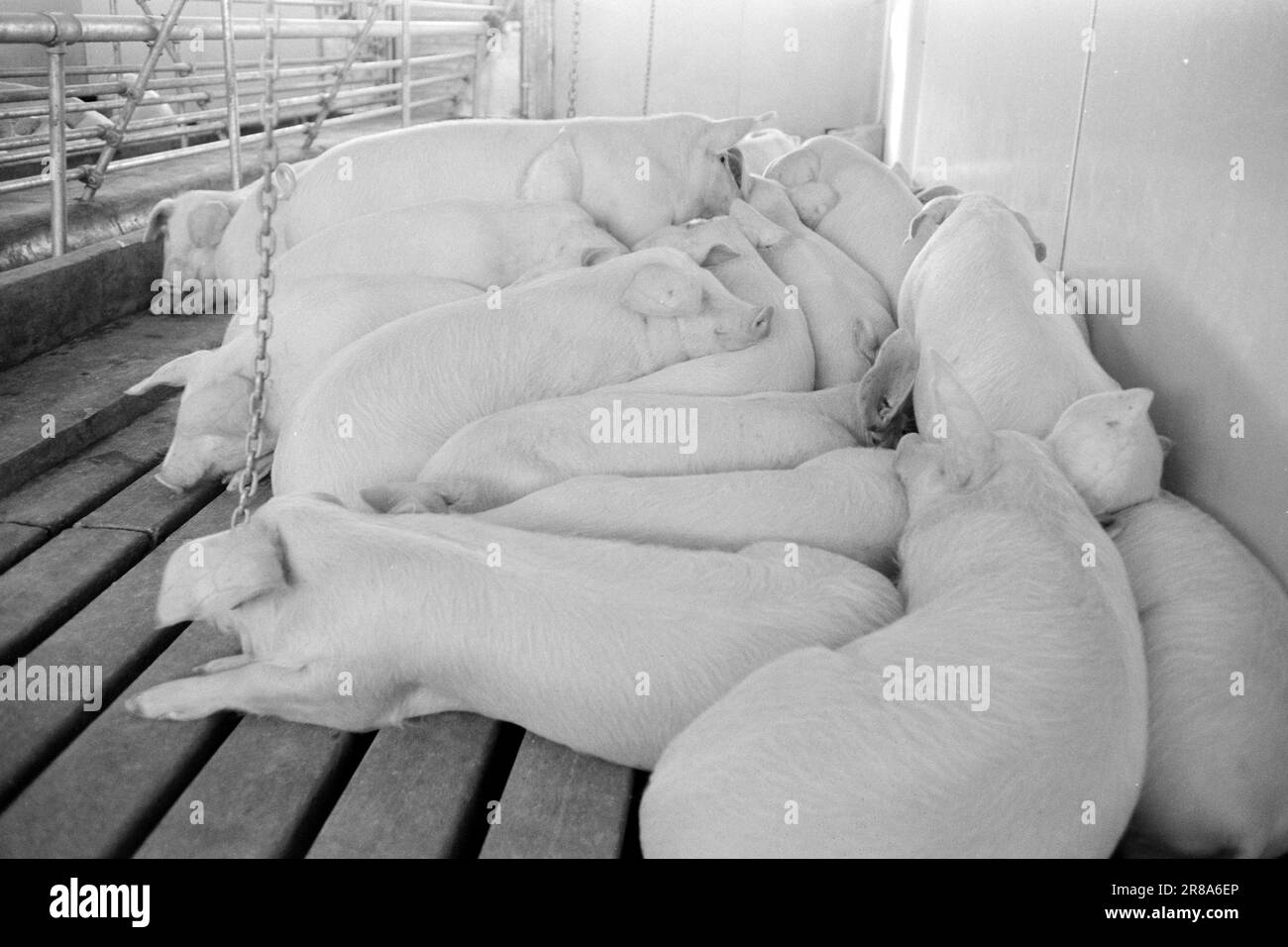 Current 9-7-1960 : With the pig in the backThe sales phantom Gunnar ...