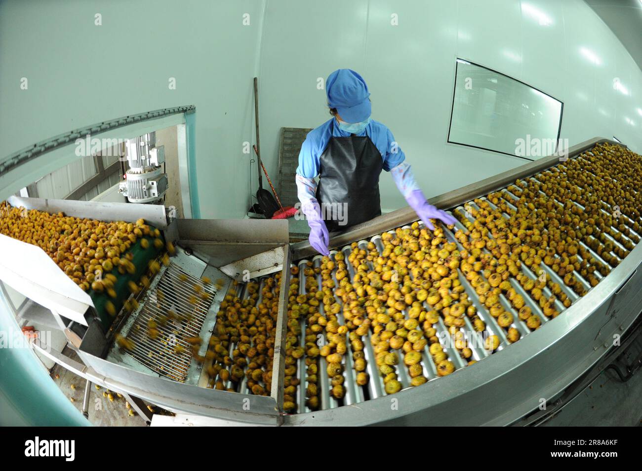 Fruit processing hi-res stock photography and images - Alamy