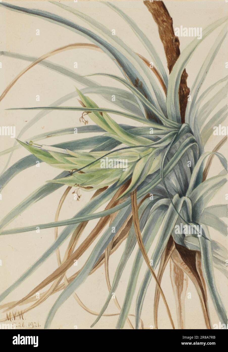 Wild Pineapple (Tillandsia fasciculata) 1921 by Mary Vaux Walcott, born ...