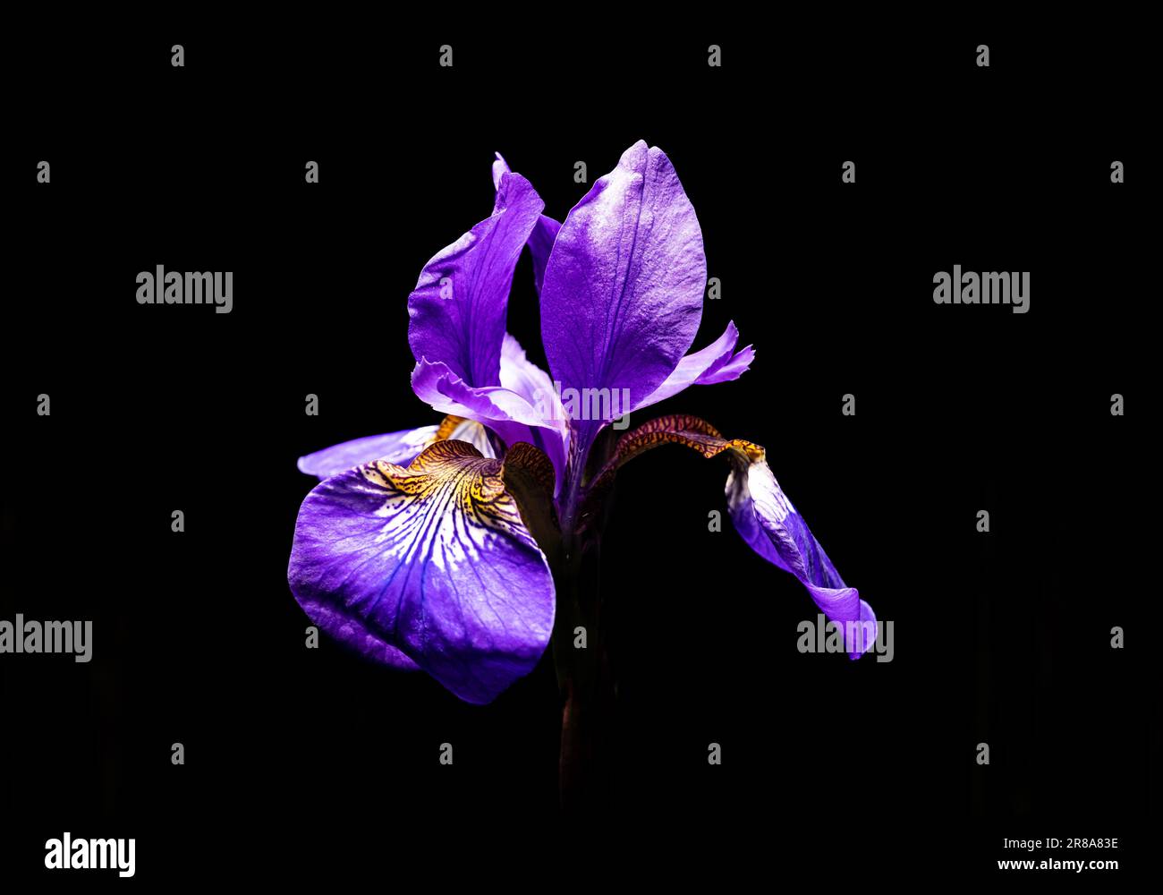 Iris gaze hi-res stock photography and images - Alamy