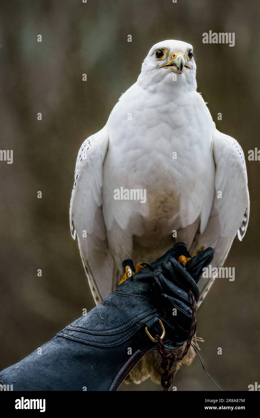 Falcon on arm hi-res stock photography and images - Alamy