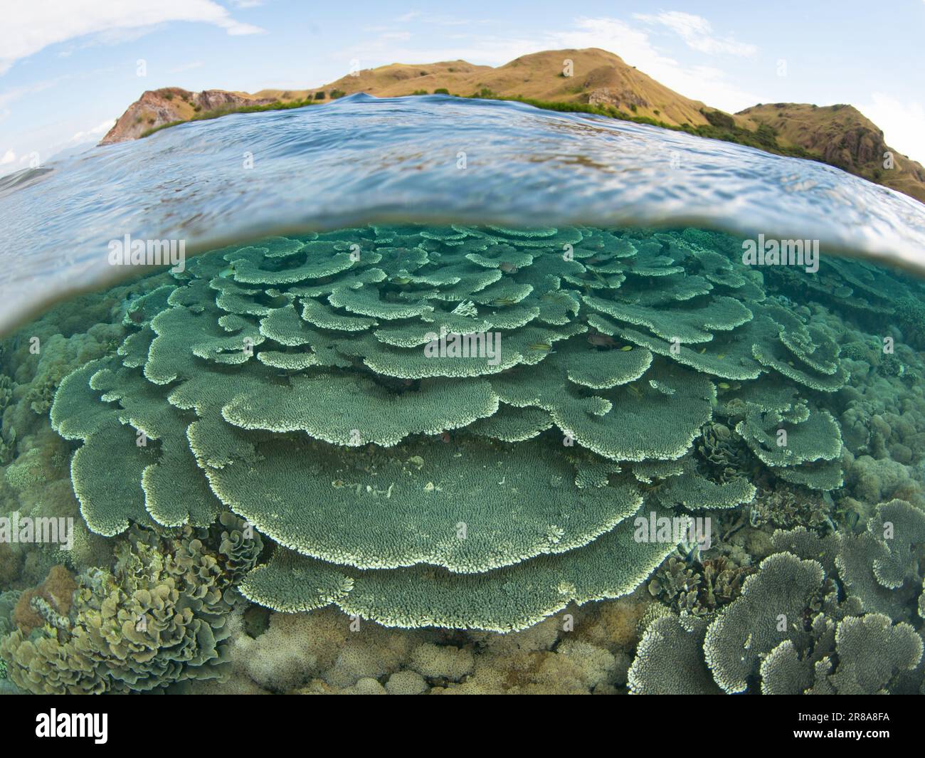 Reef-building corals thrive on a biodiverse reef in Komodo National ...