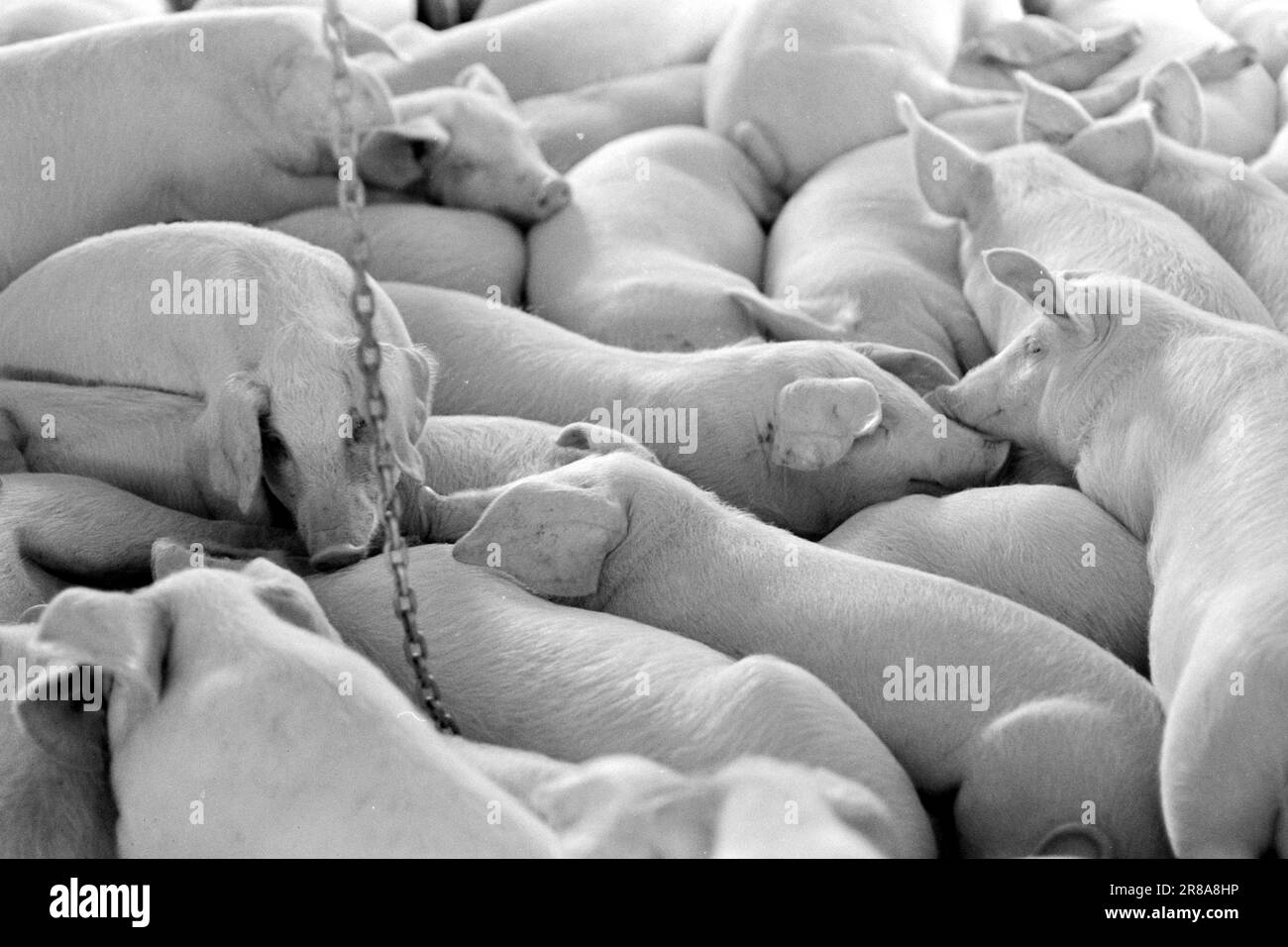 Current 9-7-1960 : With the pig in the backThe sales phantom Gunnar ...