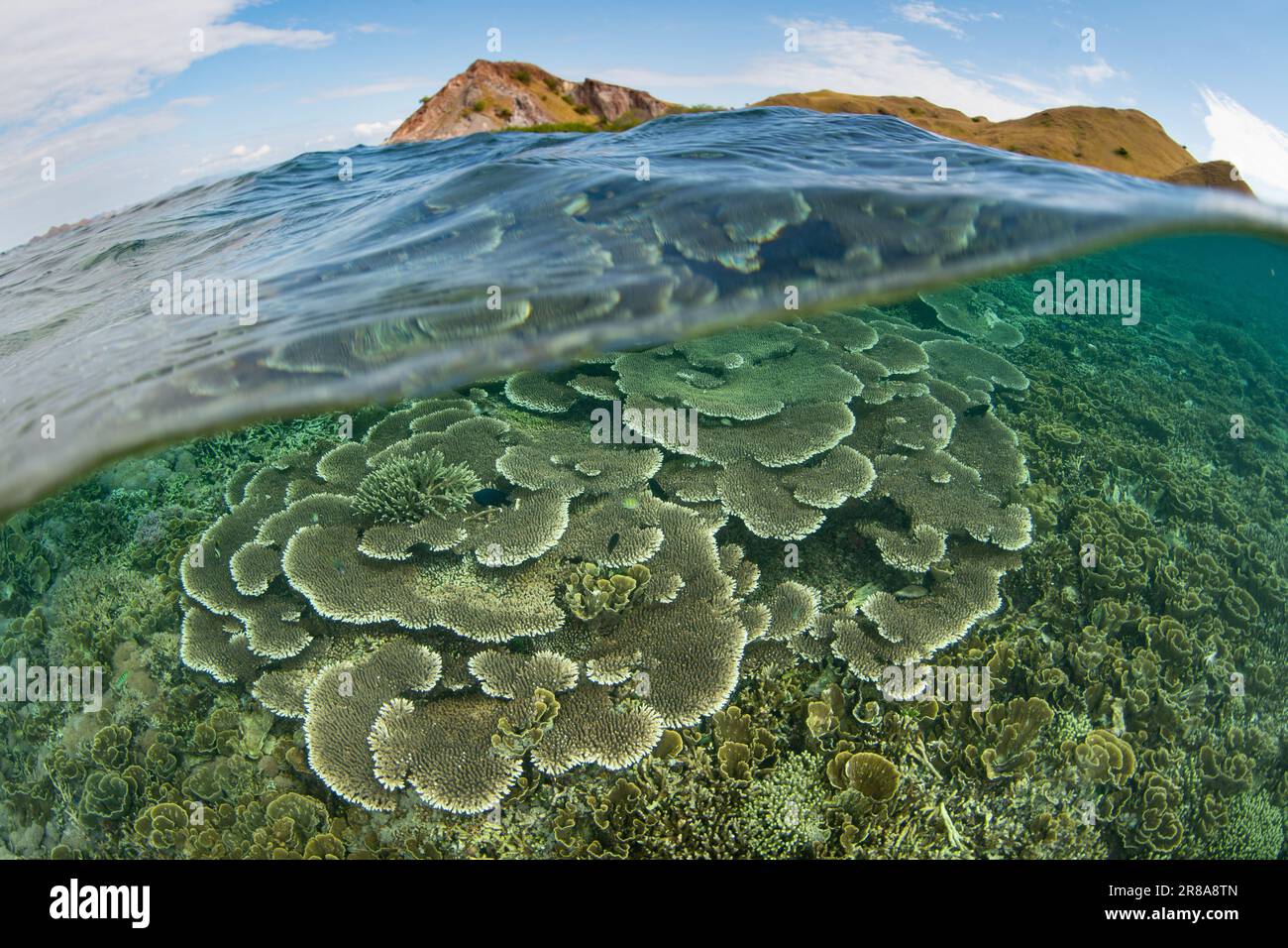 Reef-building corals thrive on a biodiverse reef in Komodo National ...