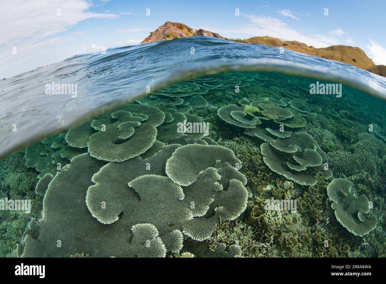 Reef-building corals thrive on a biodiverse reef in Komodo National ...
