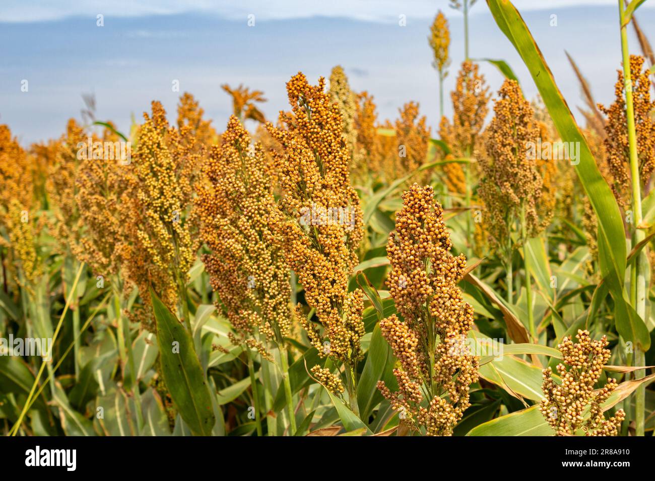 Catalao, Goias, Brazil – June 15, 2023: Detail of a sorghum plantation ...
