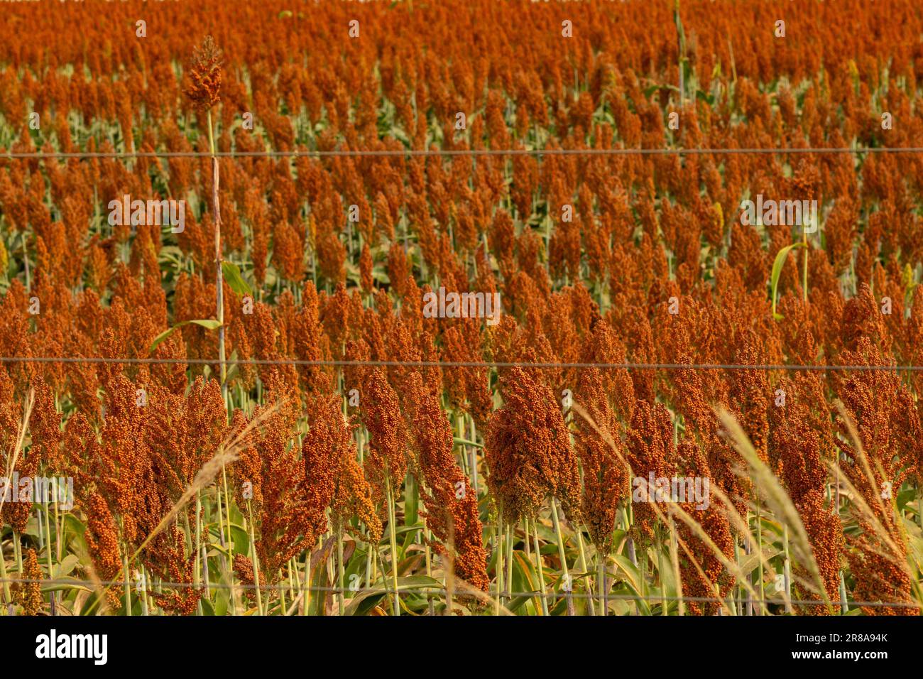 Catalao, Goias, Brazil – June 18, 2023: Detail of a sorghum plantation ...