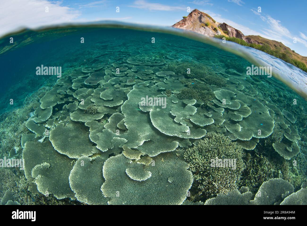 Reef-building corals thrive on a biodiverse reef in Komodo National ...