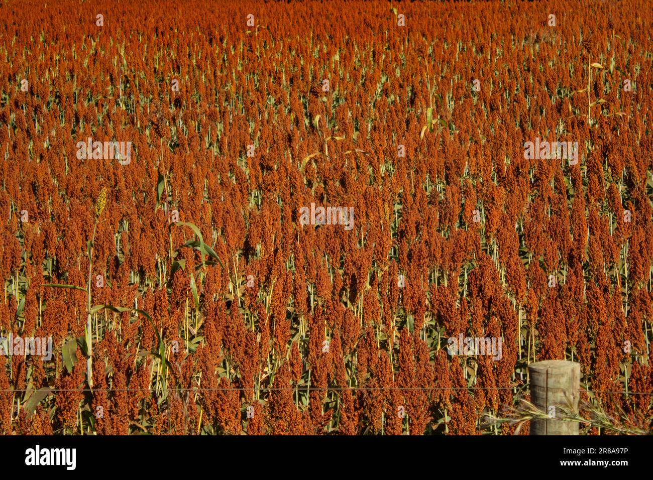 Catalao, Goias, Brazil – June 18, 2023: Detail of a sorghum plantation ...