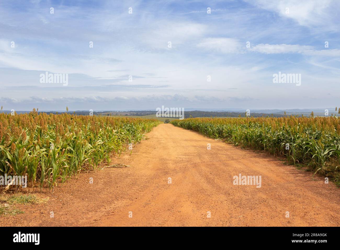 Catalao, Goias, Brazil – June 15, 2023: A dirt road cutting through a ...