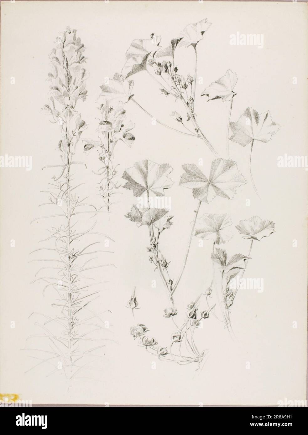 Untitled (Botanical Study) 1889 by George Elbert Burr, born Monroe ...