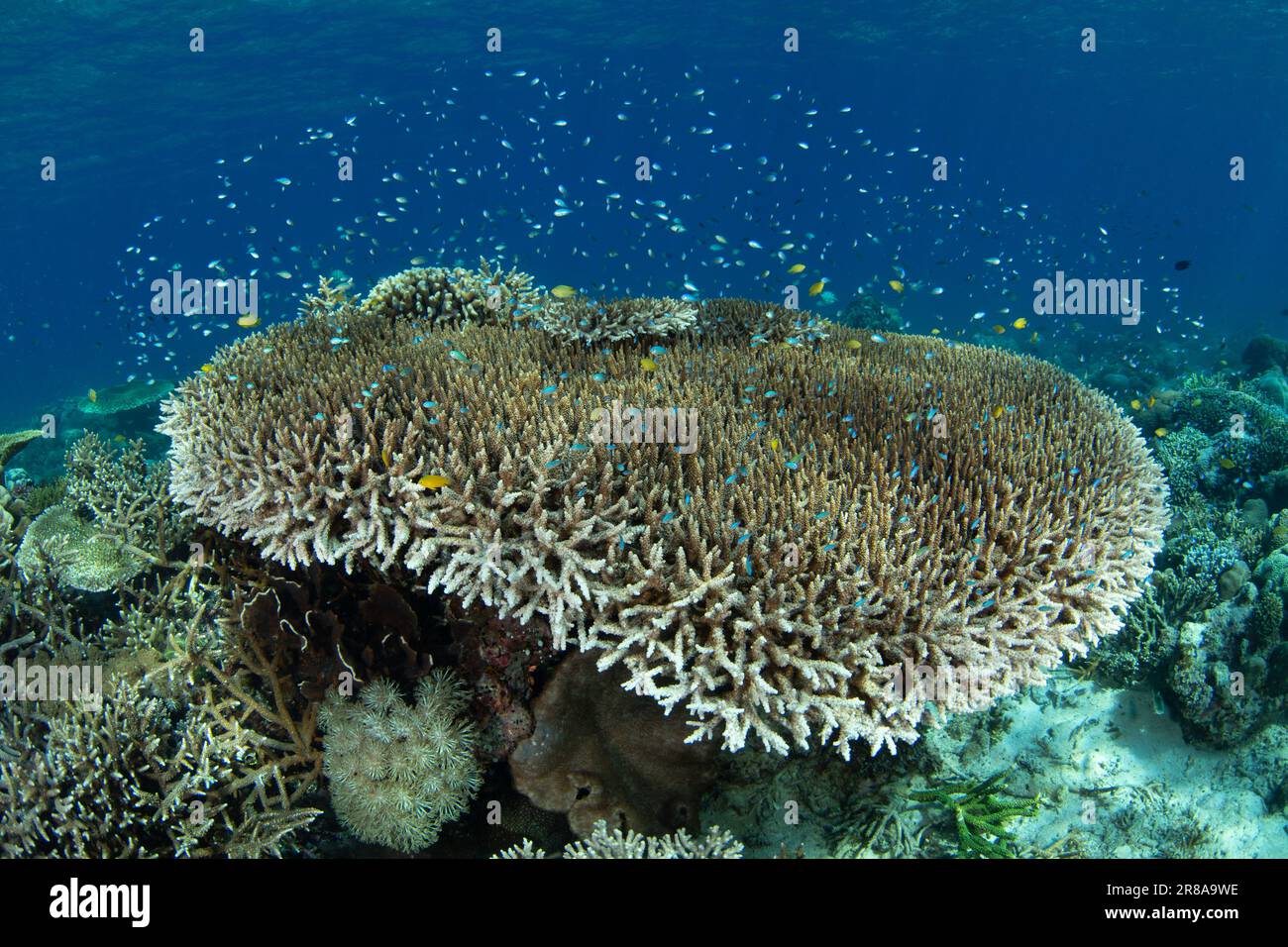 Corals and fish thrive on a shallow coral reef near Komodo, Indonesia ...