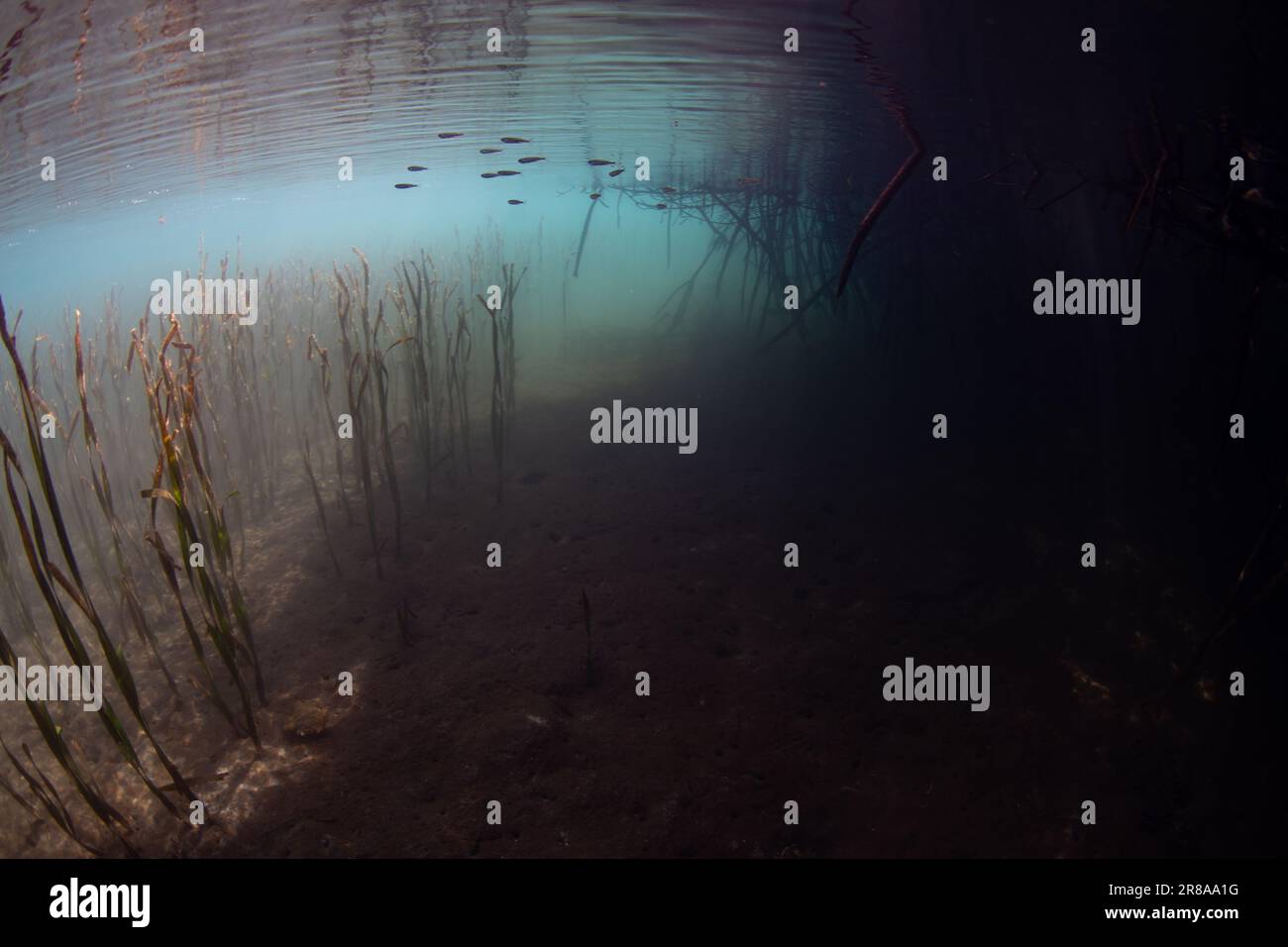 Beams of light filter into the dark shadows of a mangrove forest in ...