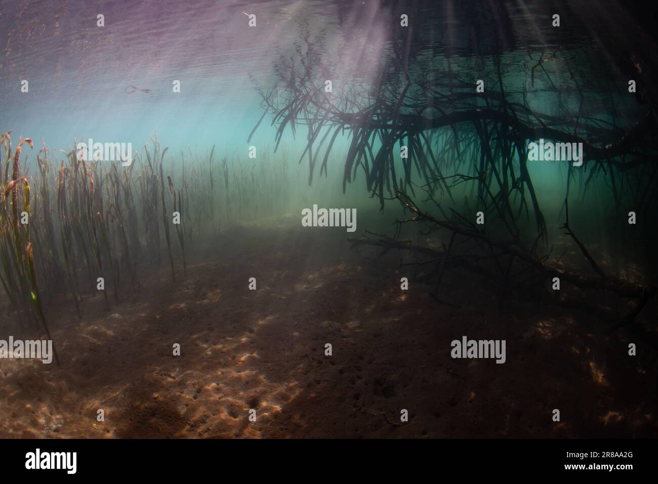 Beams of light filter into the dark shadows of a mangrove forest in ...