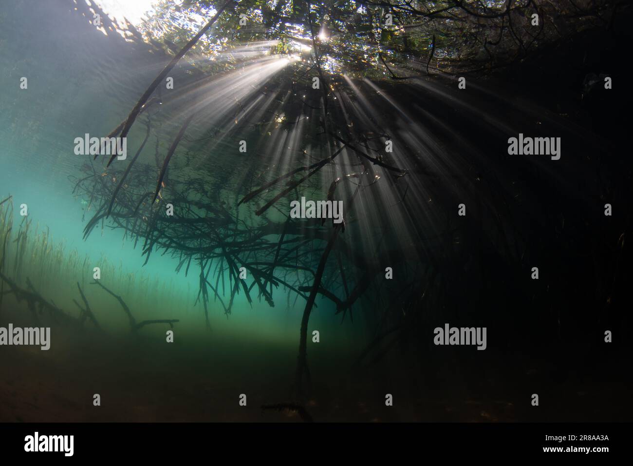 Beams of light filter into the dark shadows of a mangrove forest in ...