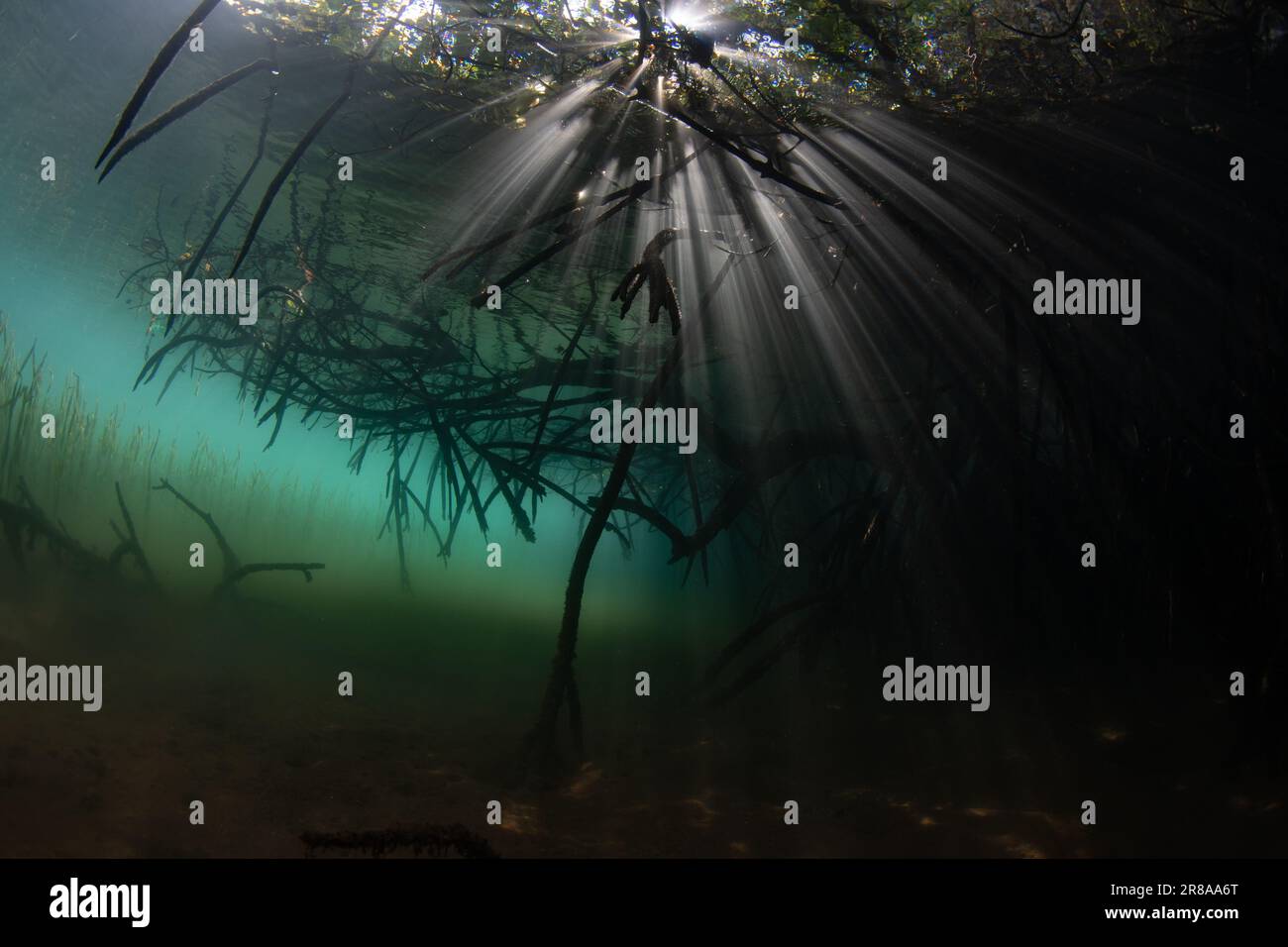 Beams of light filter into the dark shadows of a mangrove forest in ...