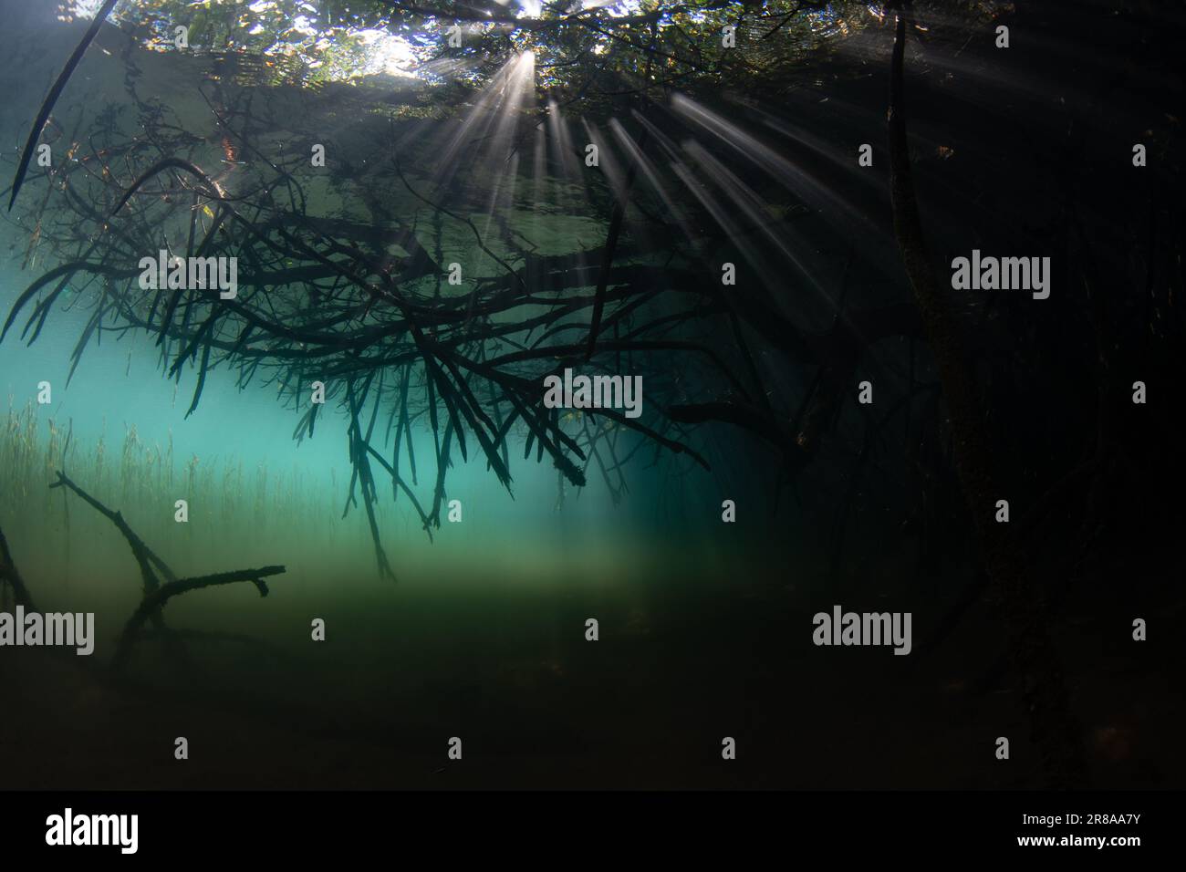 Beams of light filter into the dark shadows of a mangrove forest in ...