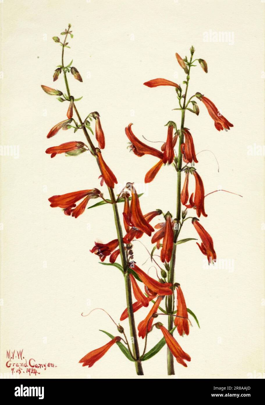 Penstemon barbatus hi-res stock photography and images - Alamy