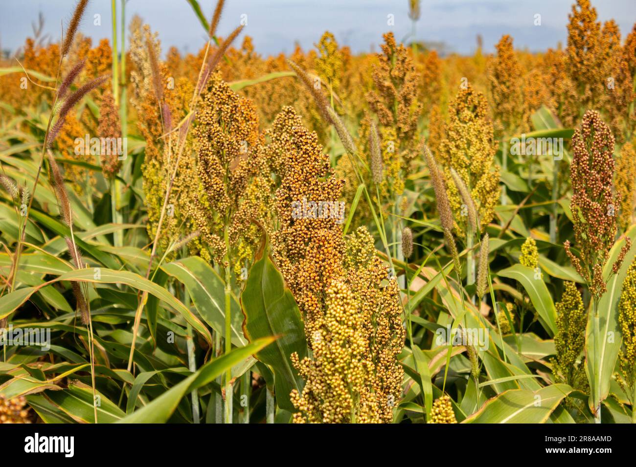 Catalao, Goias, Brazil – June 15, 2023: Detail of a sorghum plantation ...
