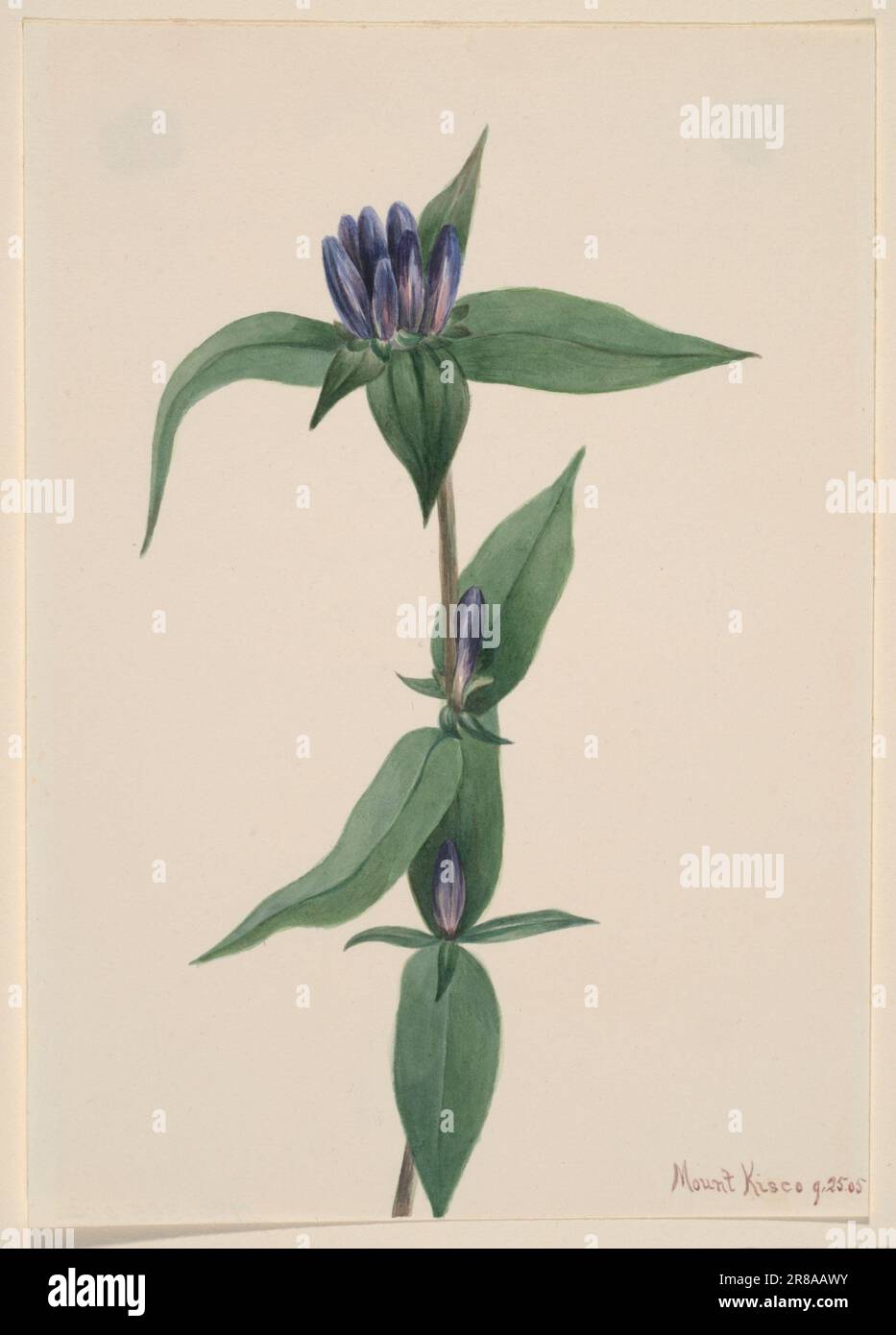Bottle Gentian (Gentiana saponaria) 1905 by Mary Vaux Walcott, born ...