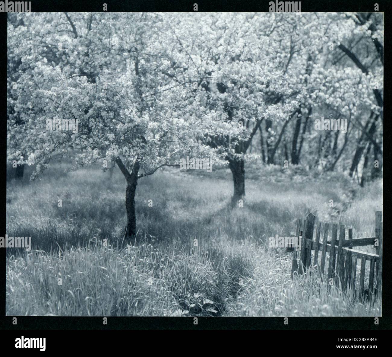 Apple Trees in Blossom ca. 1897 by William B. Post, born New York City ...