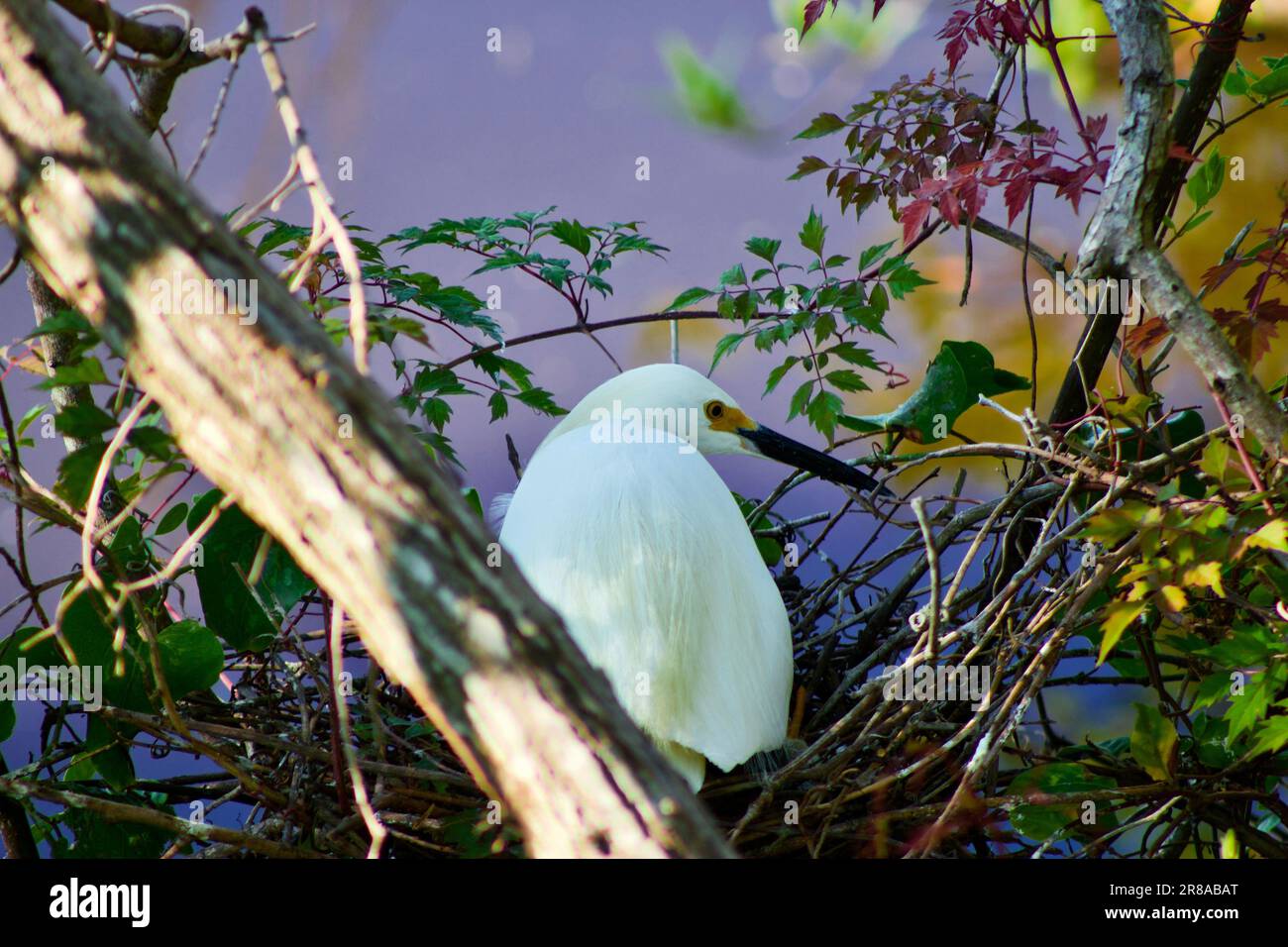 Perch snowy egret tree hi-res stock photography and images - Alamy