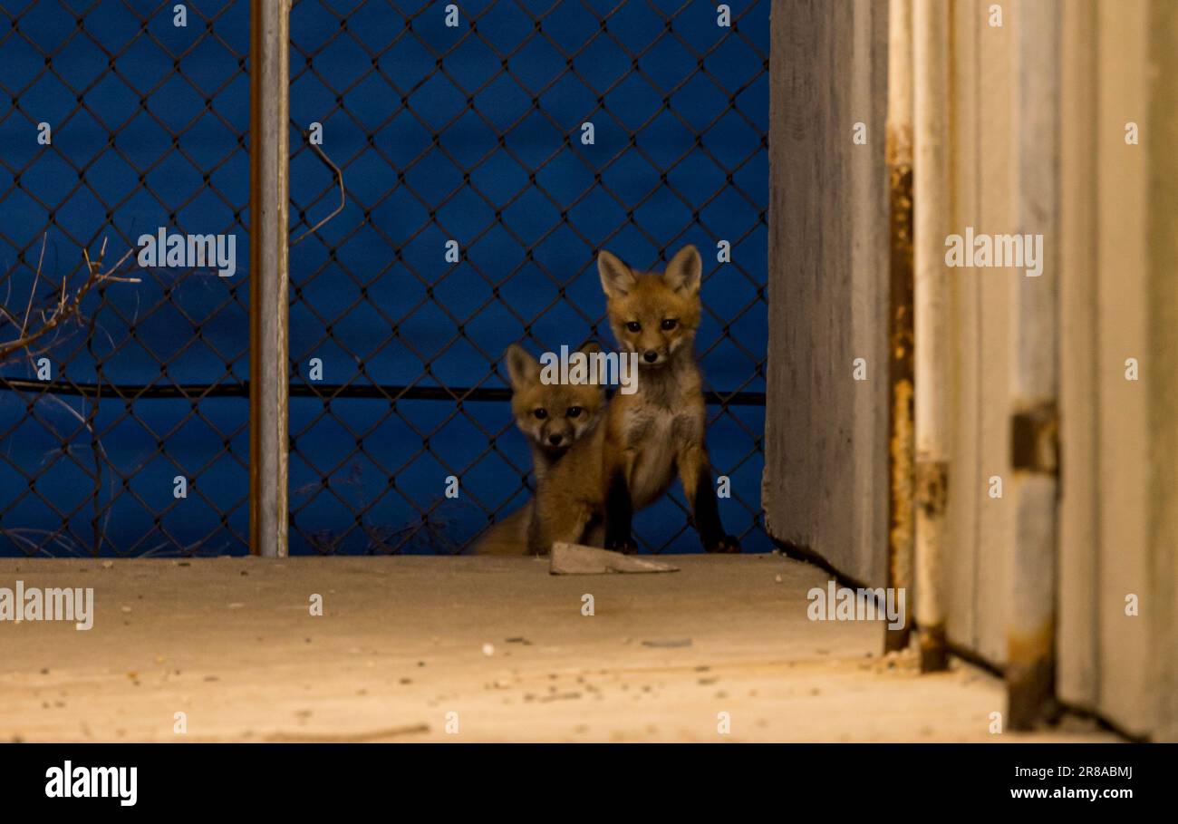 Foxes mating hi-res stock photography and images - Alamy