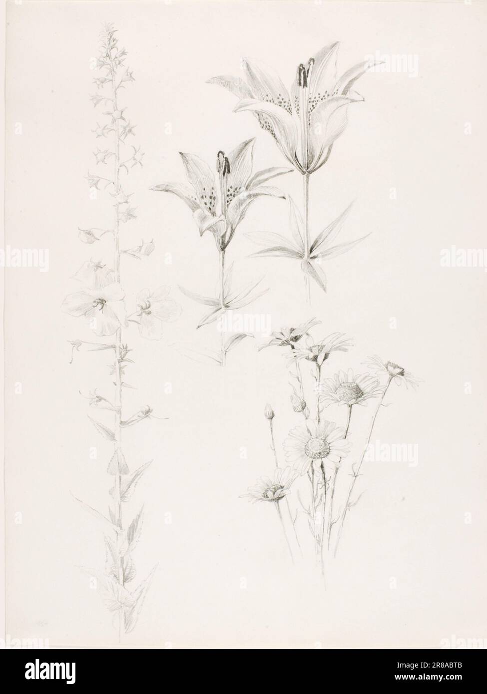 Untitled (Lily, Daisy, Hibiscus) 1889 by George Elbert Burr, born ...