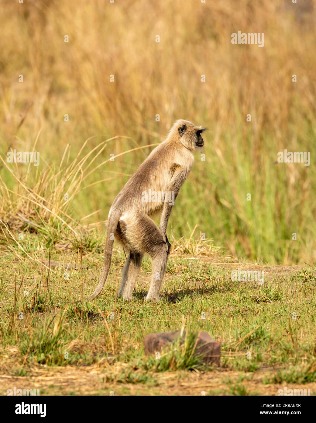 alert Gray Hanuman langurs or indian langur or Semnopithecus monkey ...