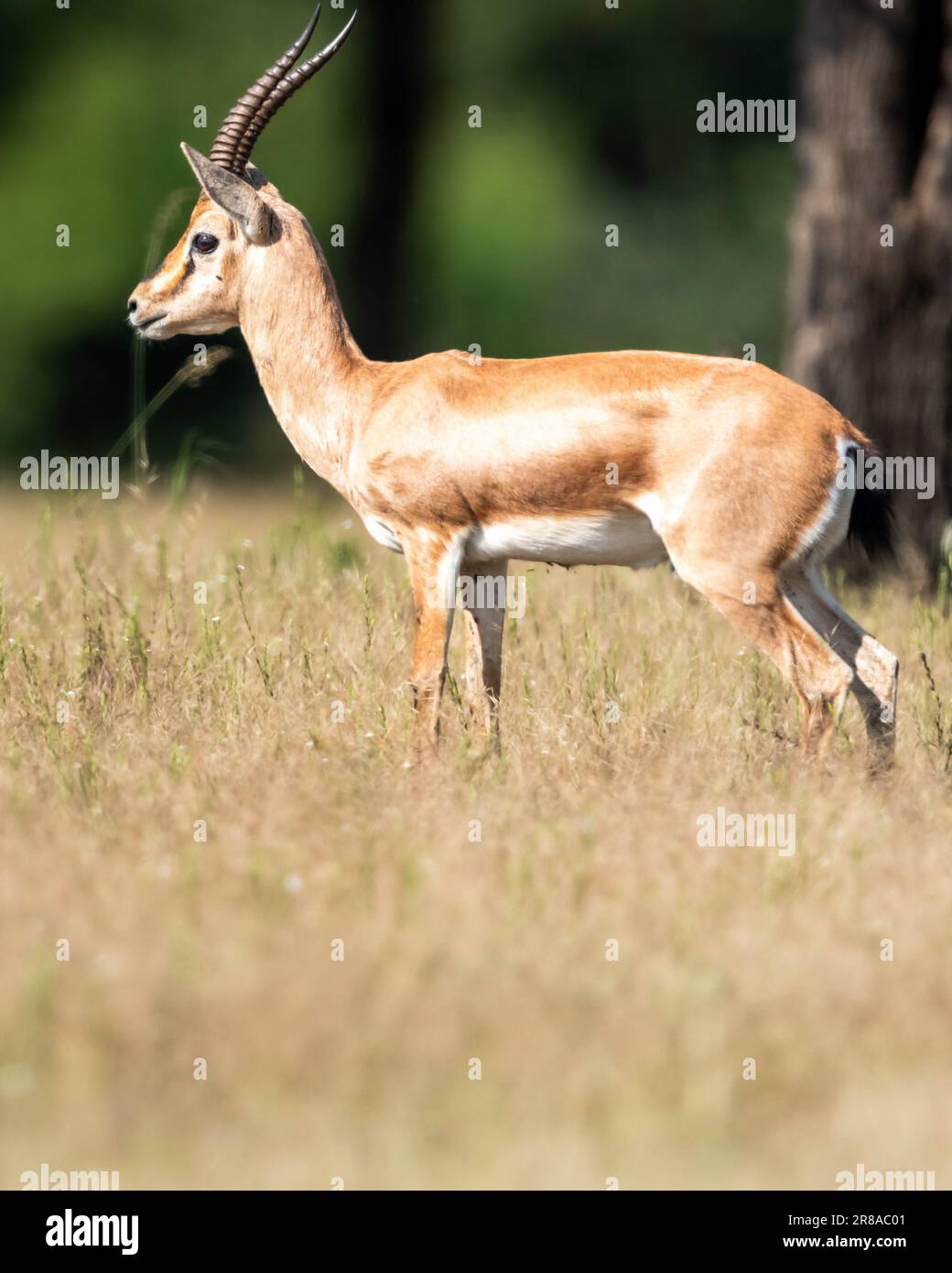 wild male Chinkara or Indian gazelle or Gazella bennettii an Antelope ...