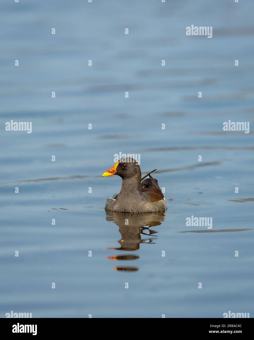 common moorhen or gallinula chloropus bird in wetland of keoladeo ...