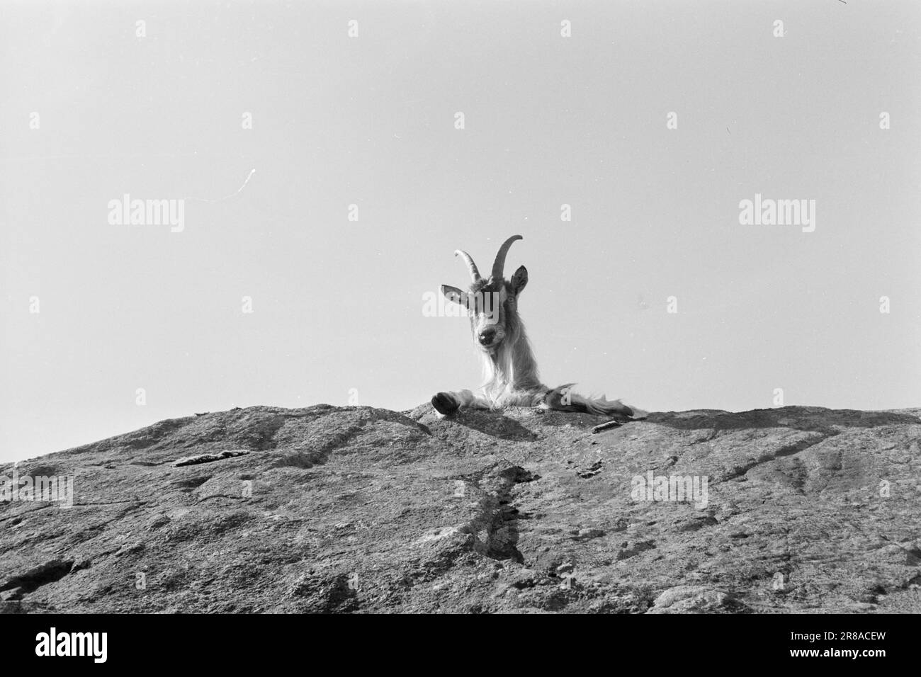 Current 42-1-1960 : Bæ Bæ!! Summer is over. Goat herding in Sirdal. The ...
