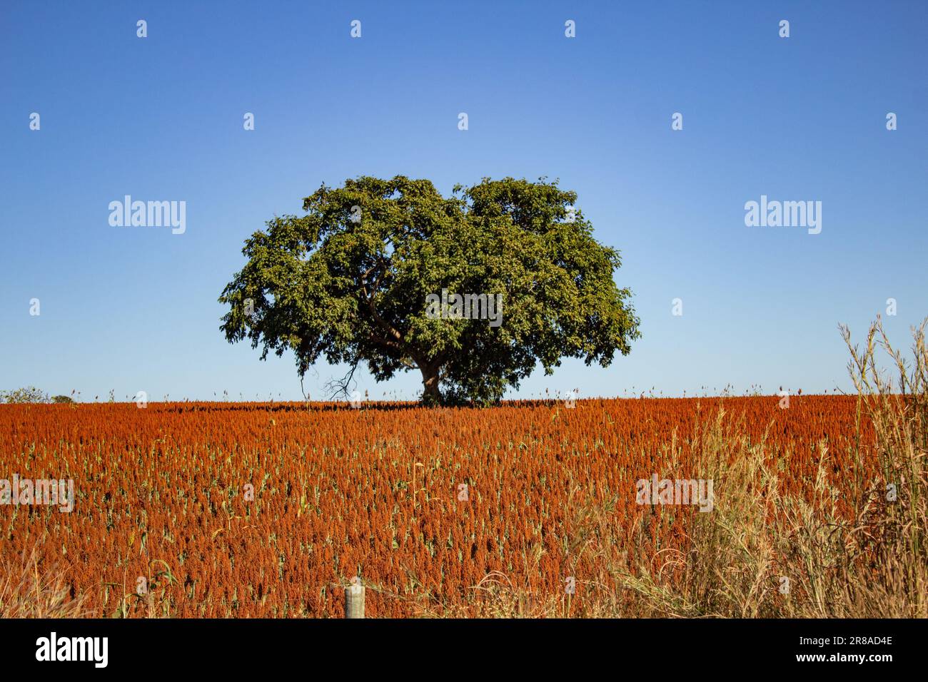 Catalao, Goias, Brazil – June 18, 2023: A large leafy tree in the ...
