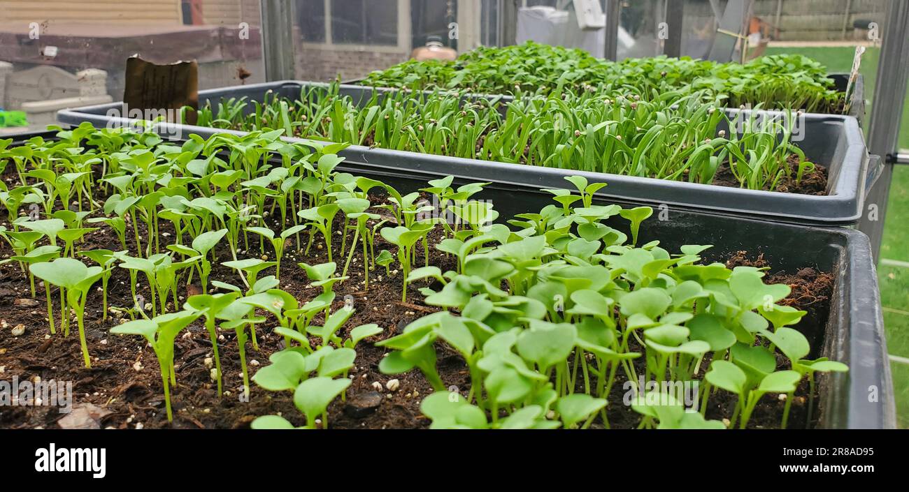 Seedling stage hi-res stock photography and images - Alamy