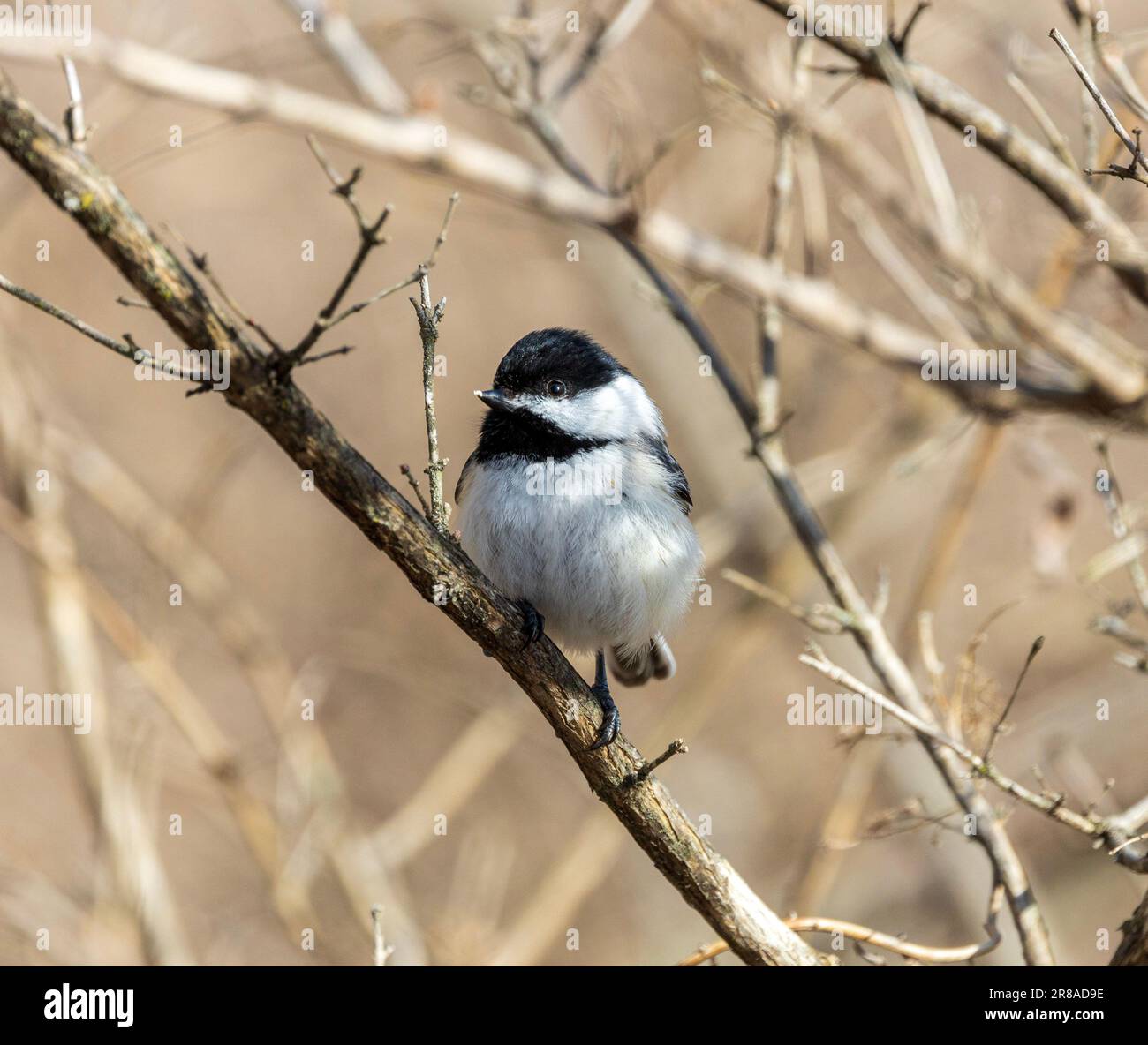 Black Capped Chickadee preached in a tree Stock Photo - Alamy