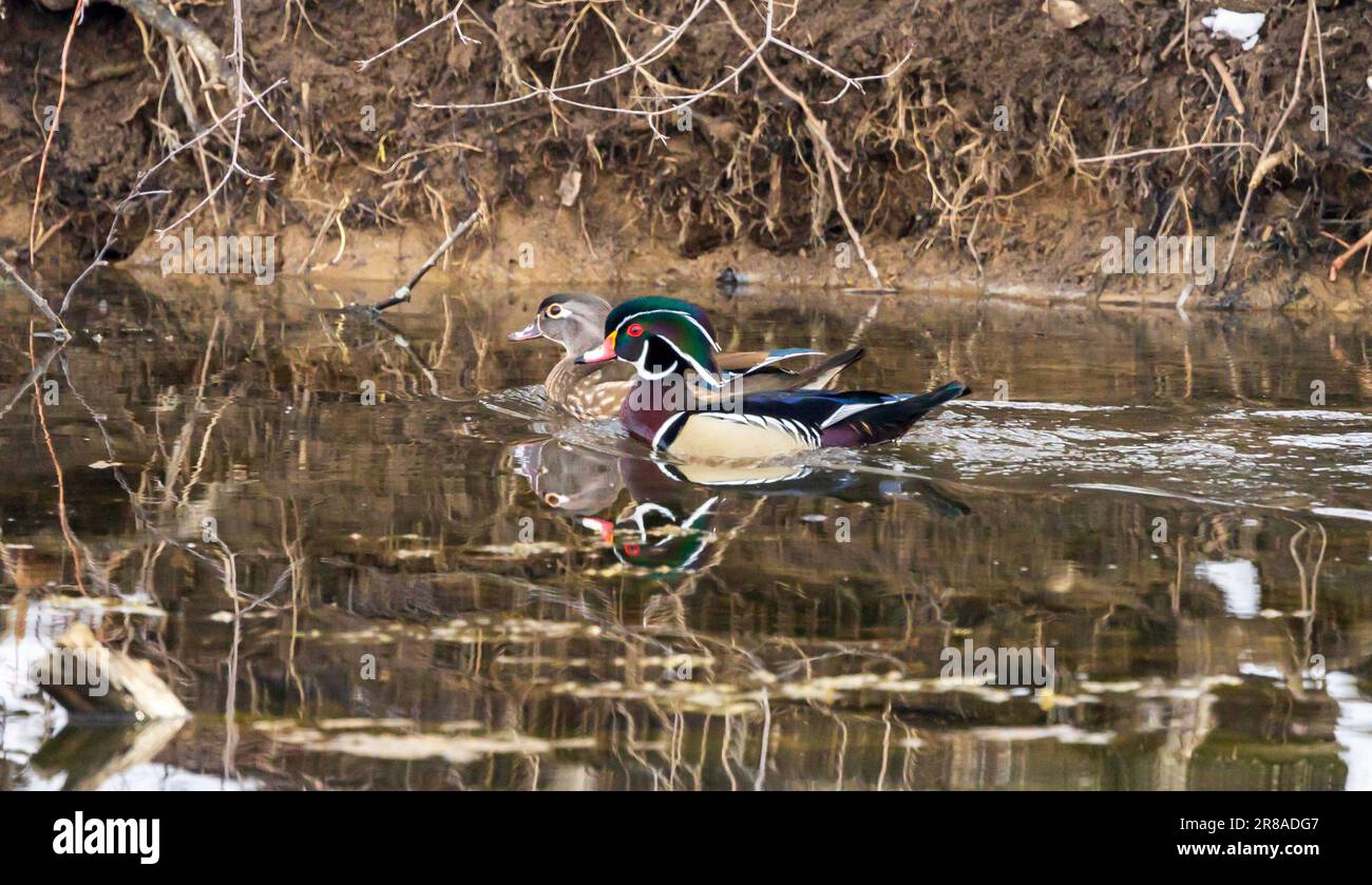 Eastcoast water fowl hi-res stock photography and images - Alamy