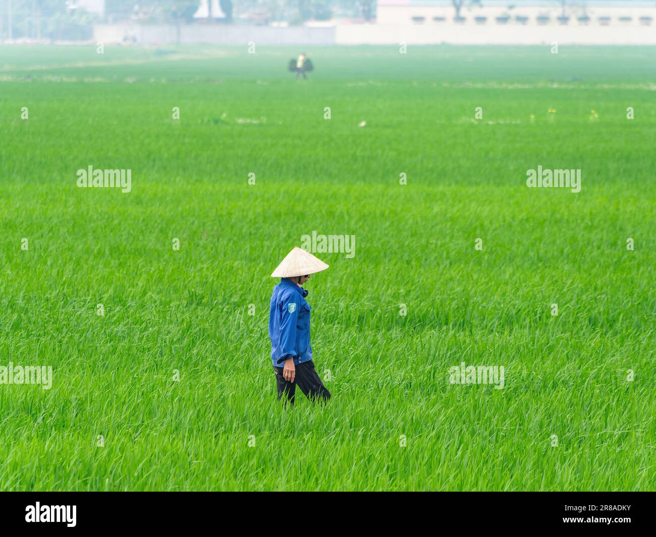 Female Vietnamese farmer walking at a rice field in Thanh Hoa province ...