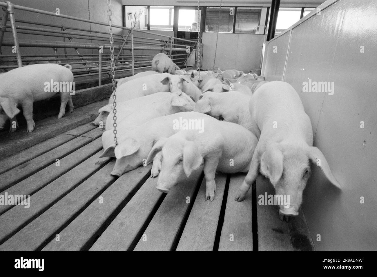 Current 9-7-1960 : With the pig in the backThe sales phantom Gunnar ...