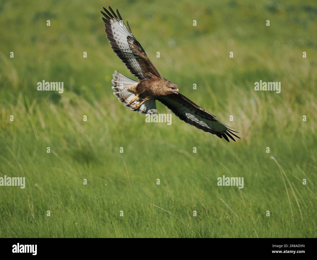 Raptor feet hi-res stock photography and images - Alamy