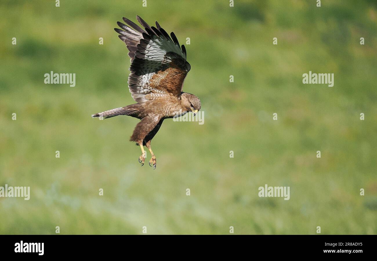 Buzzard hunting over a marshy / grassy area looking for rodents or ...